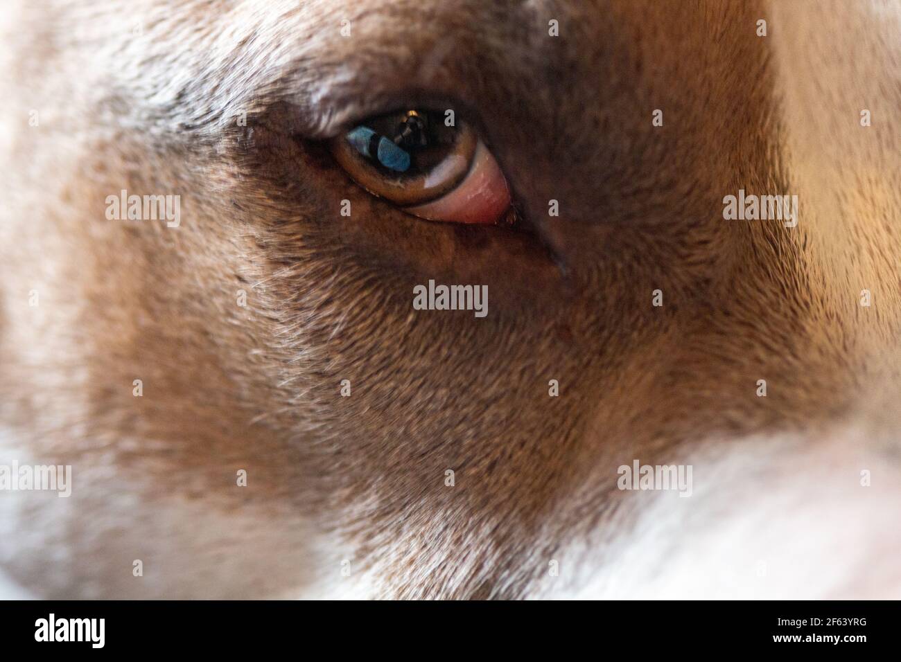 The photographer is reflected in the eye of a dog (American ...
