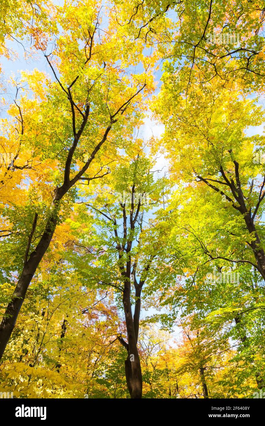 Mixed tree canopy hi-res stock photography and images - Alamy
