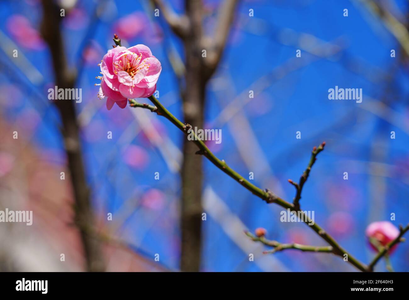 Pink flower blooms of the Japanese ume apricot tree, prunus mume Stock ...
