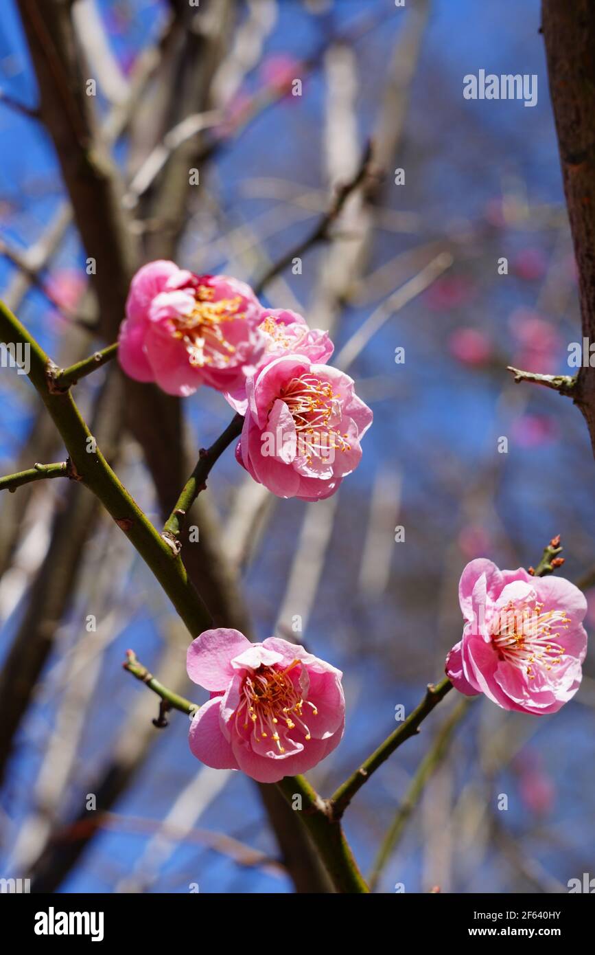 Pink flower blooms of the Japanese ume apricot tree, prunus mume Stock ...