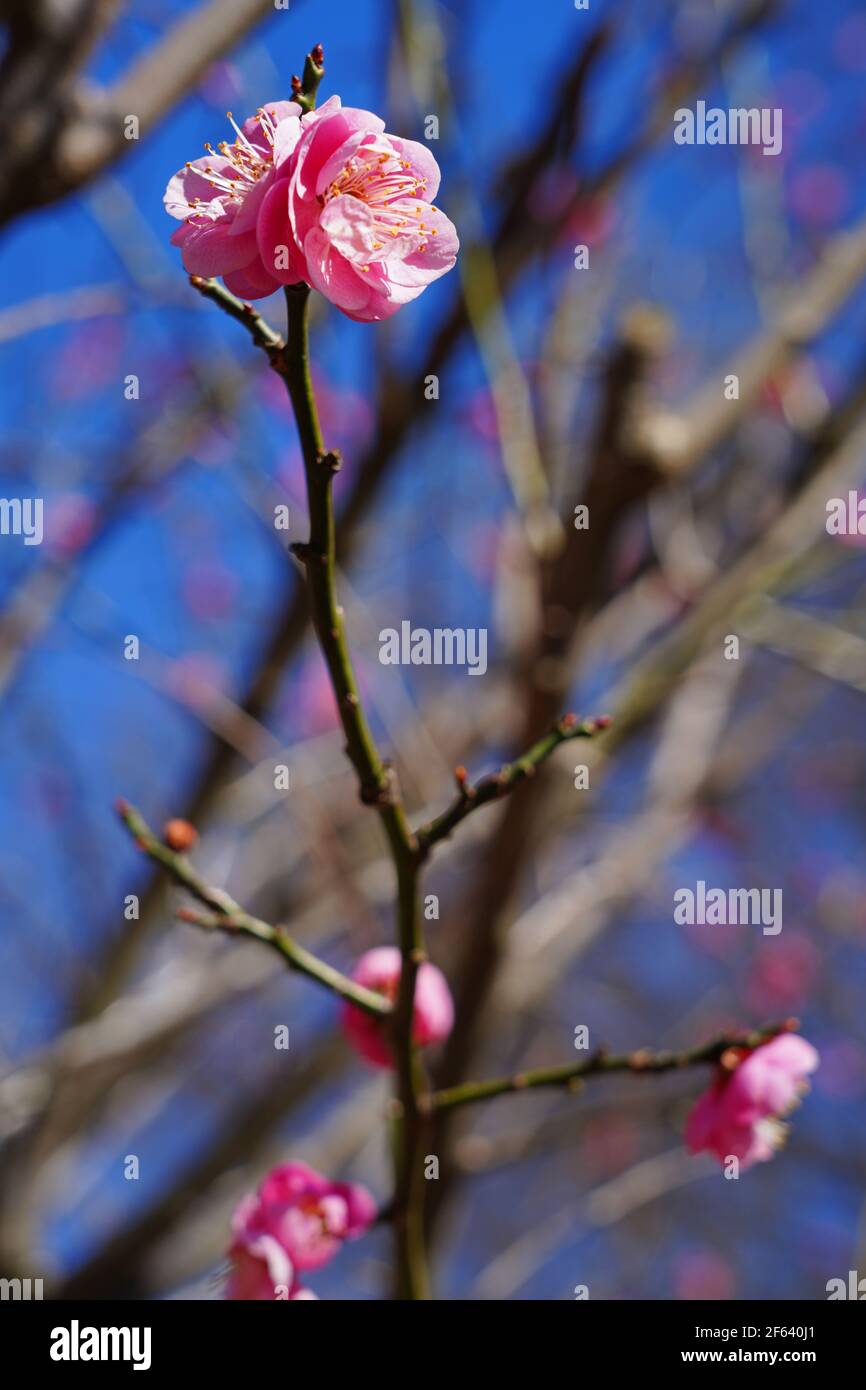 Pink flower blooms of the Japanese ume apricot tree, prunus mume Stock ...