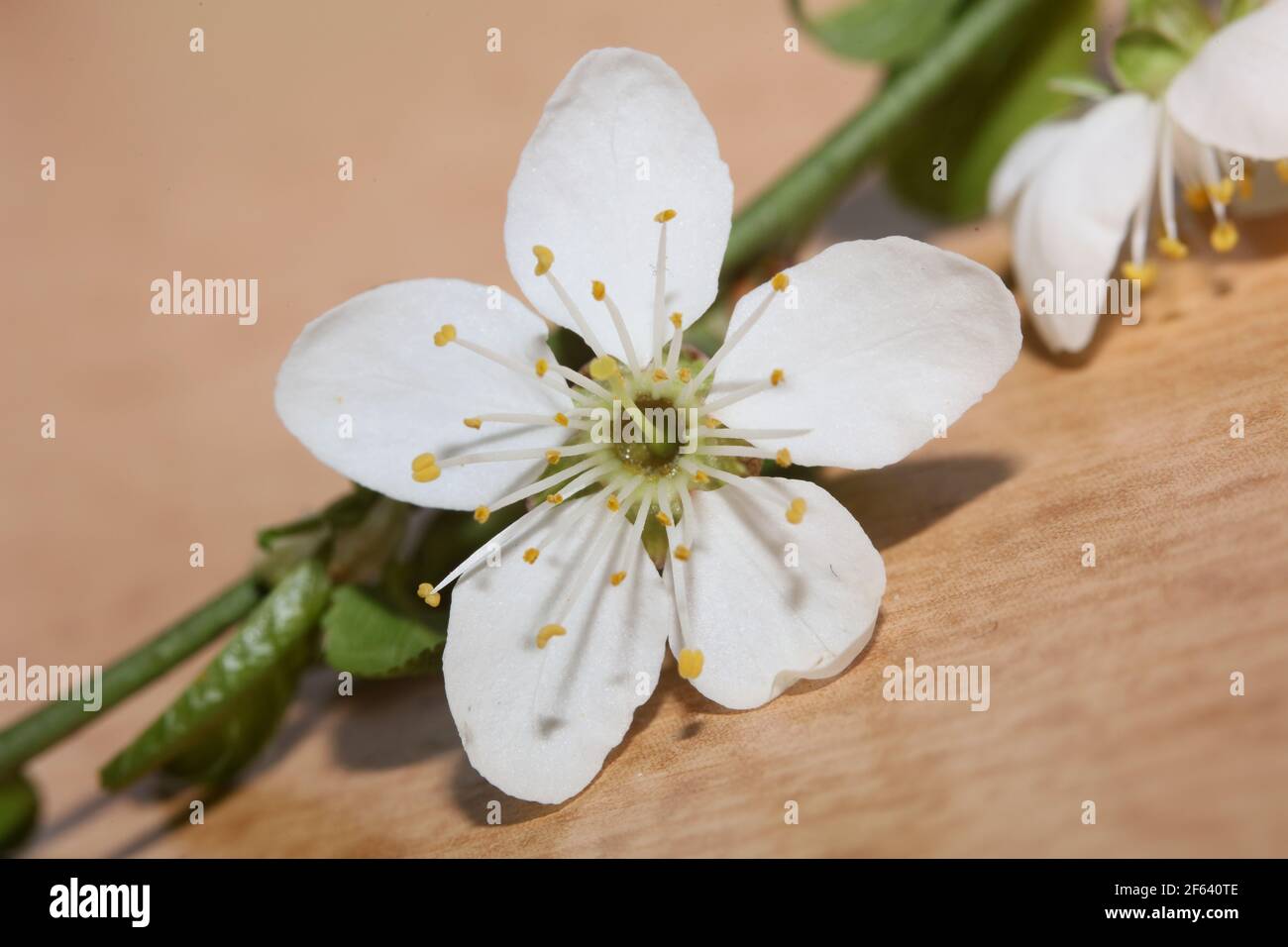 White small flower blossom Prunus spinosa family rosaceae modern ...