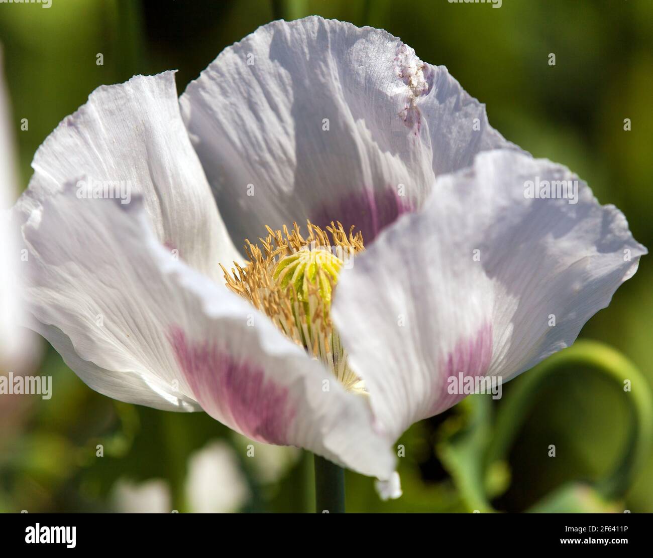 Violet poppy flower blossom hi-res stock photography and images - Alamy