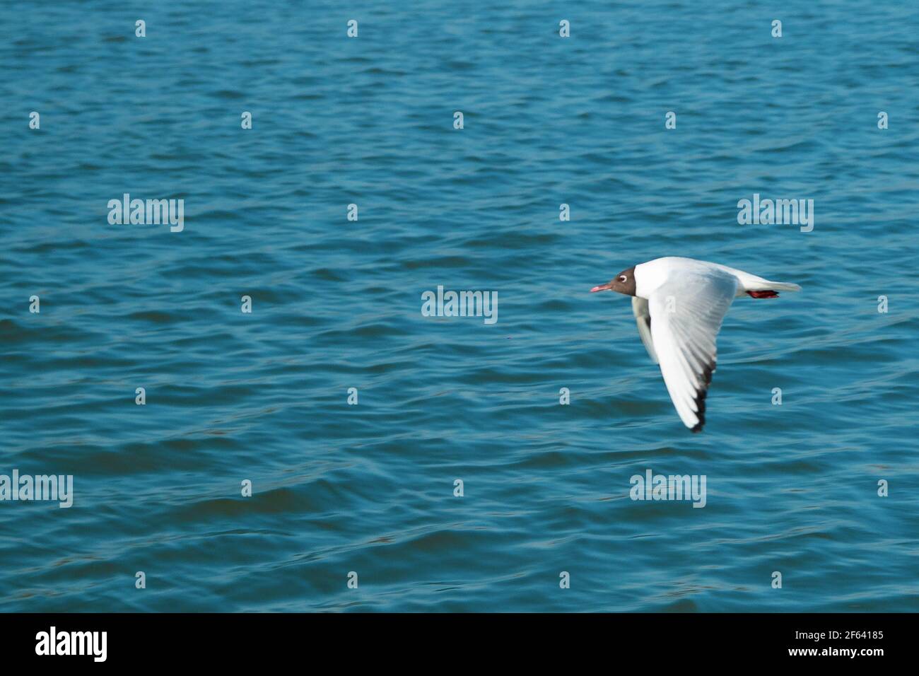 Dunav river hi-res stock photography and images - Alamy