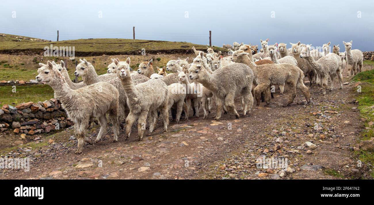 Llama herd hi-res stock photography and images - Alamy