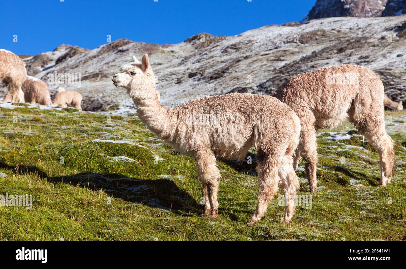 llama or lama, group of lamas on pastureland, Andes mountains, Peru ...