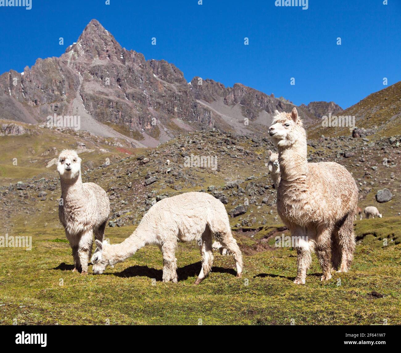 llama or lama, group of lamas on pastureland, Andes mountains, Peru ...