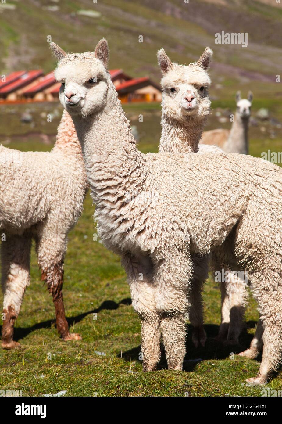 llama or lama, group of lamas on pastureland, Andes mountains, Peru ...