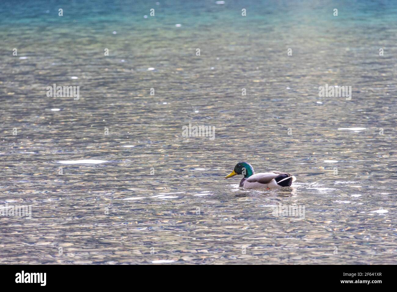 A mallard duck swimming in the crystal clear waters of a lake in Olympic National Park Stock ...