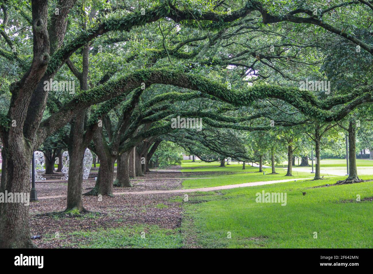 Green trees on a road with beautiful branches Stock Photo - Alamy