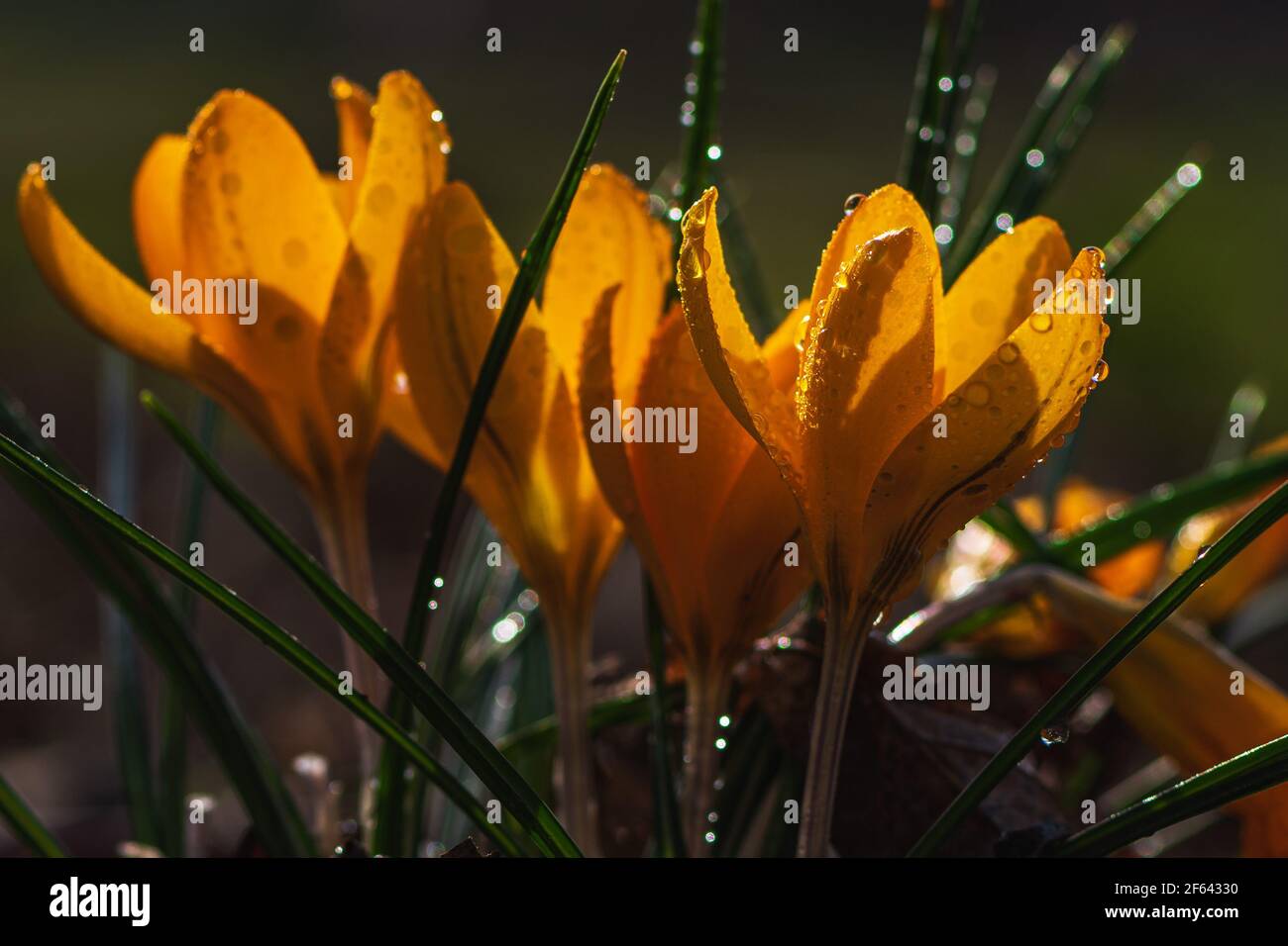 Sunshine after the rain hi-res stock photography and images - Alamy