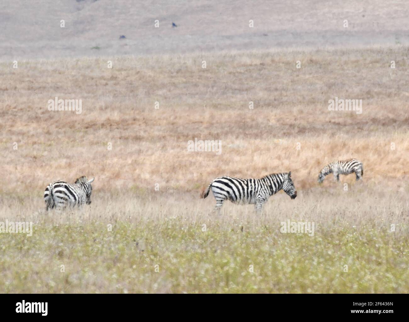 Zebras mating hi-res stock photography and images - Alamy
