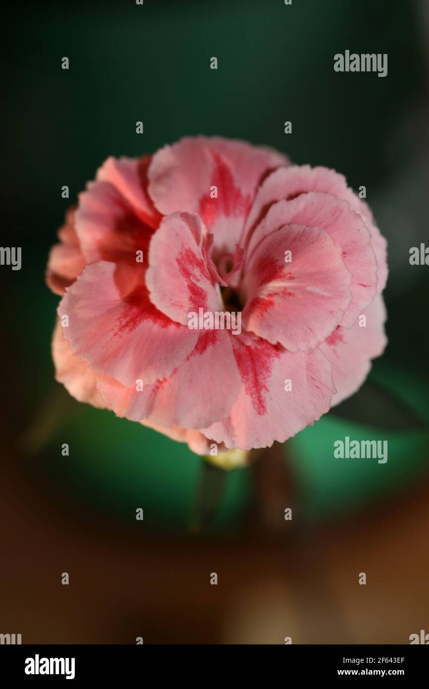 Dianthus caryophyllus l hi-res stock photography and images - Alamy