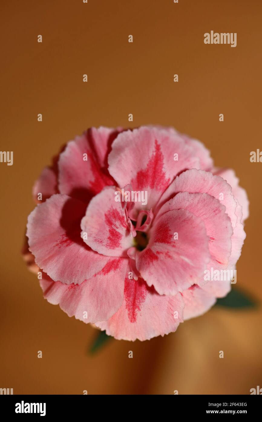 Dianthus caryophyllus l hi-res stock photography and images - Alamy