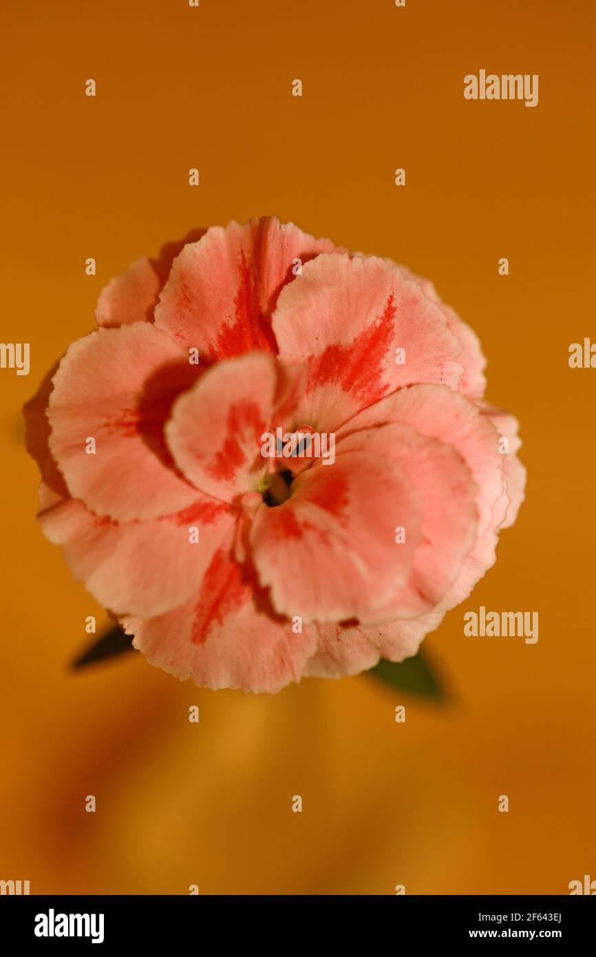 Dianthus caryophyllus l hi-res stock photography and images - Alamy