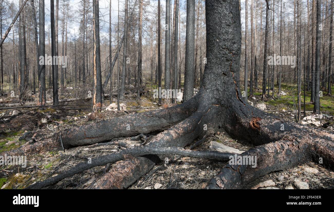 Sweden and forest fire hi-res stock photography and images - Alamy
