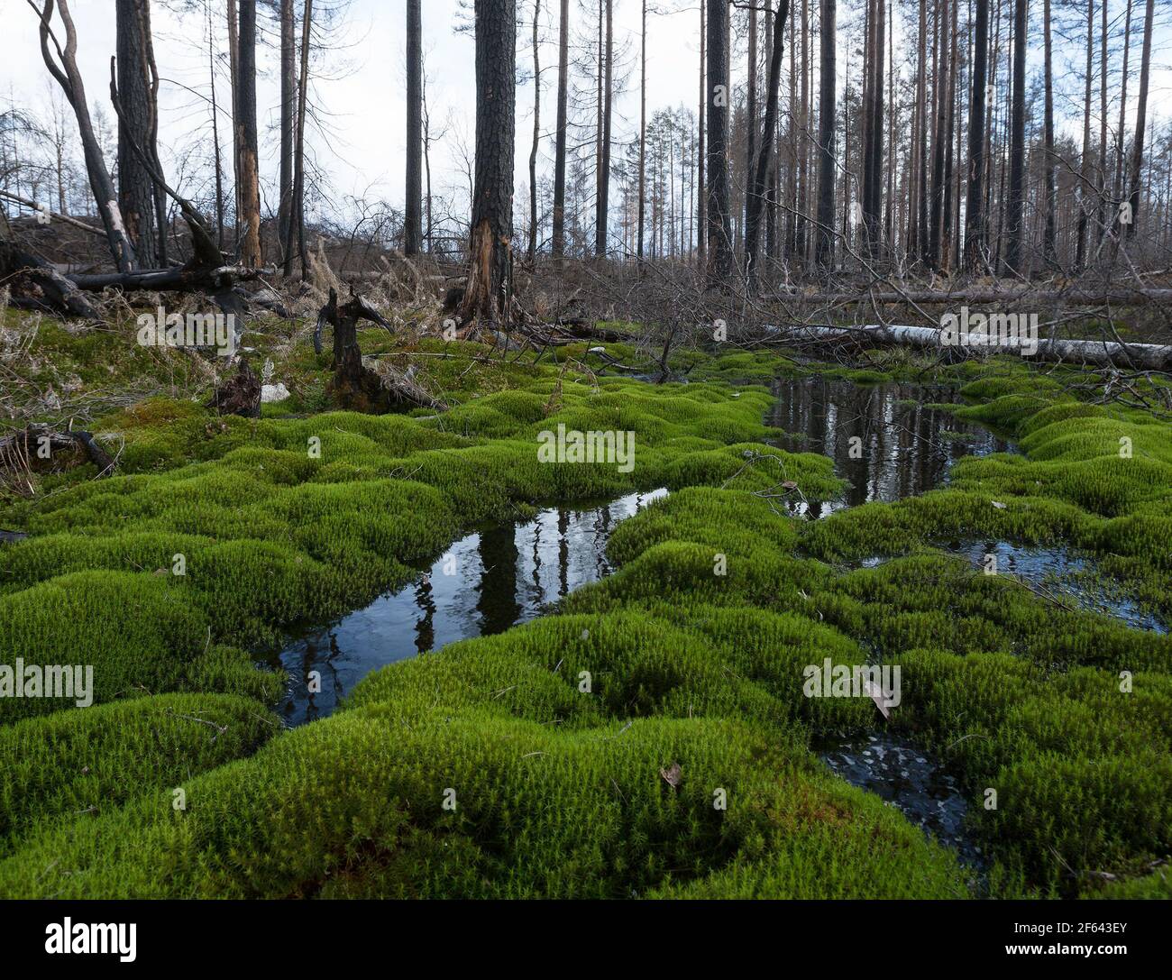 Wet environment hi-res stock photography and images - Alamy