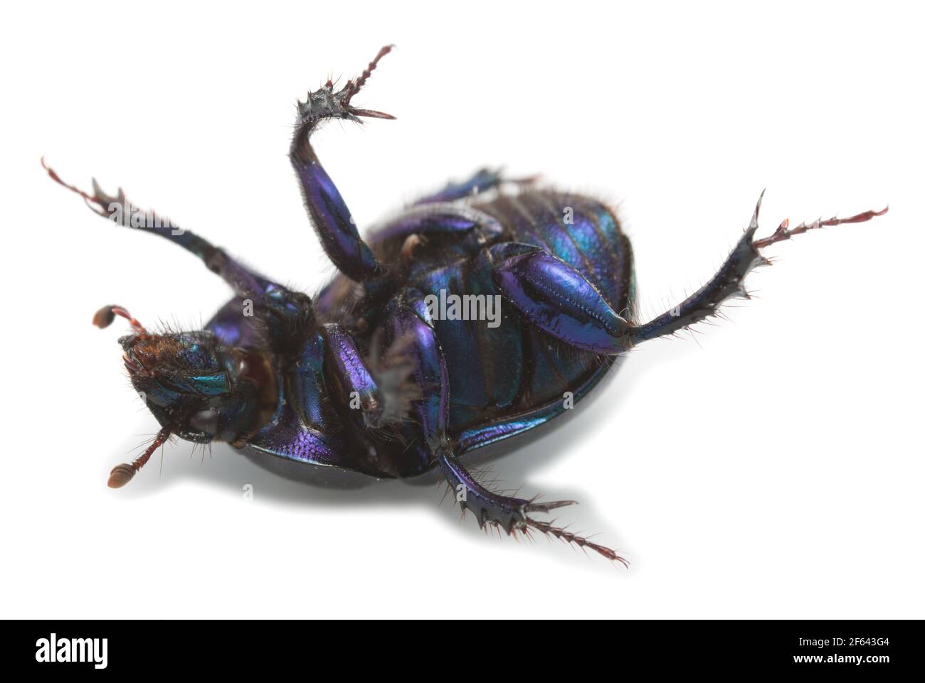 Earth-boring dung beetle, Geotrupes stercorosus isolated on white ...