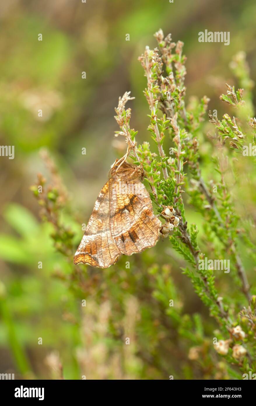 Resting on heather hi-res stock photography and images - Alamy