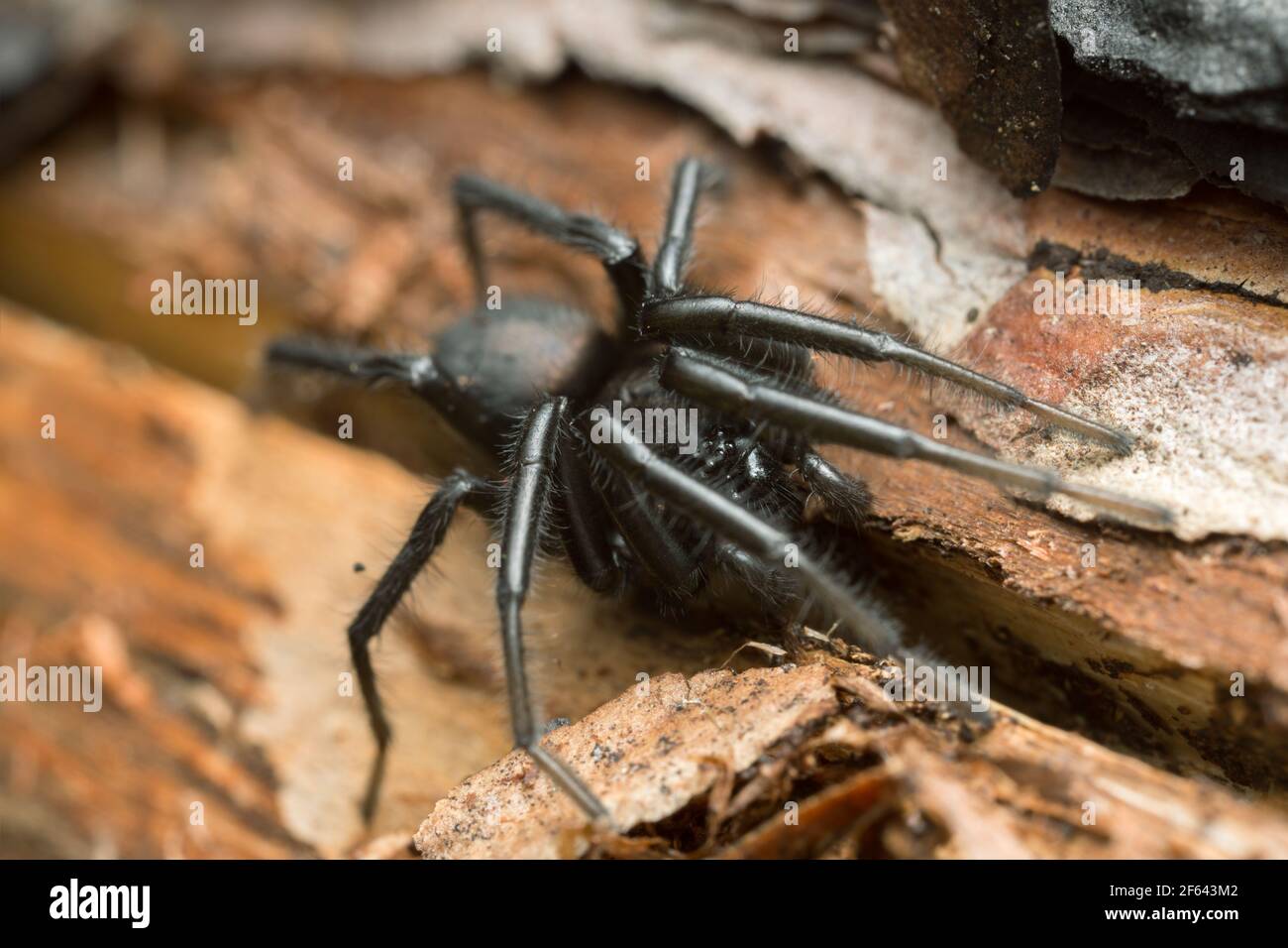 Black Wood Spider