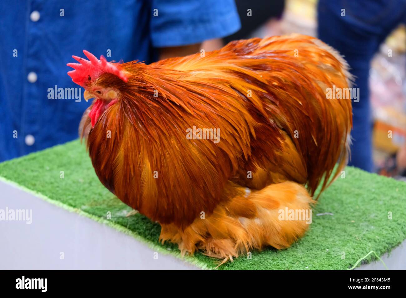 Chicken stands hi-res stock photography and images - Alamy