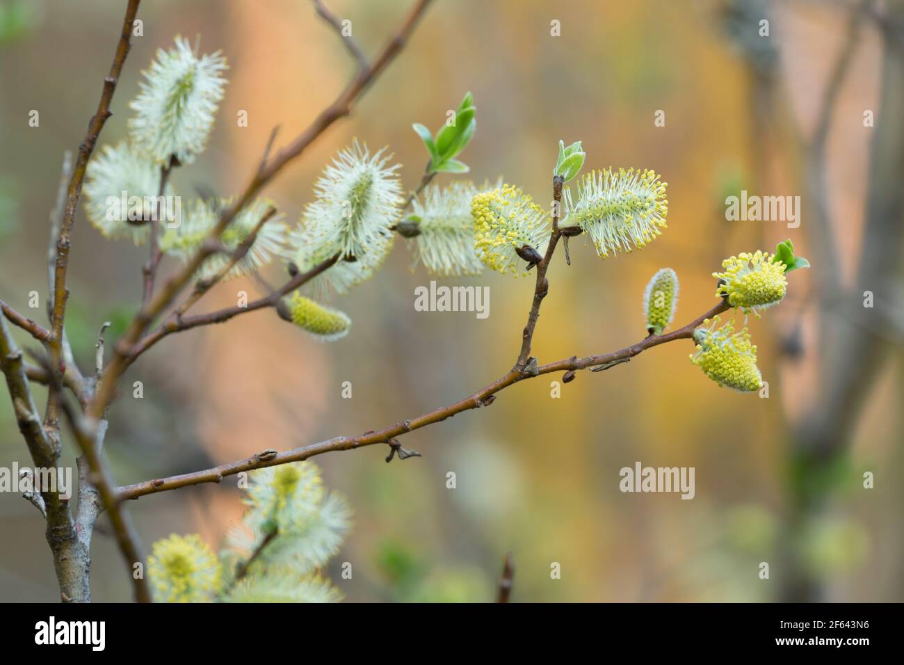 Blooming willow twig Stock Photo - Alamy