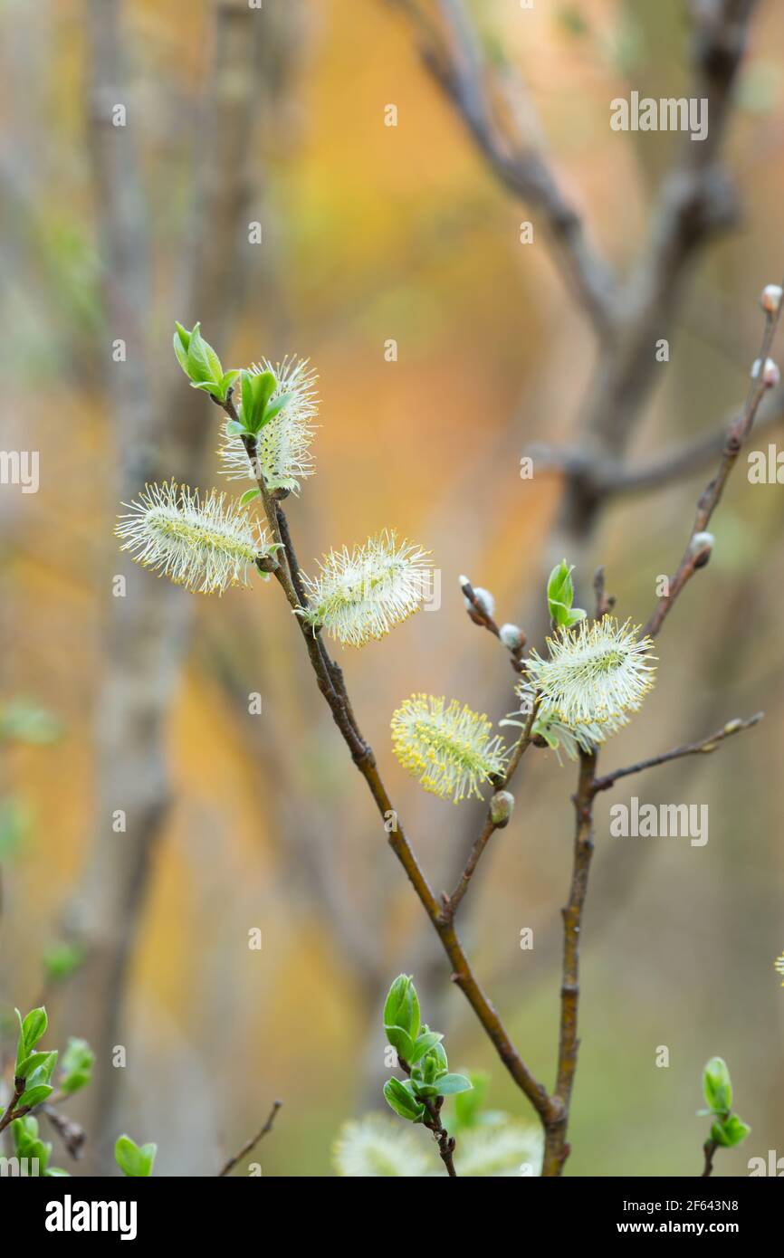 Willow blossom hi-res stock photography and images - Alamy