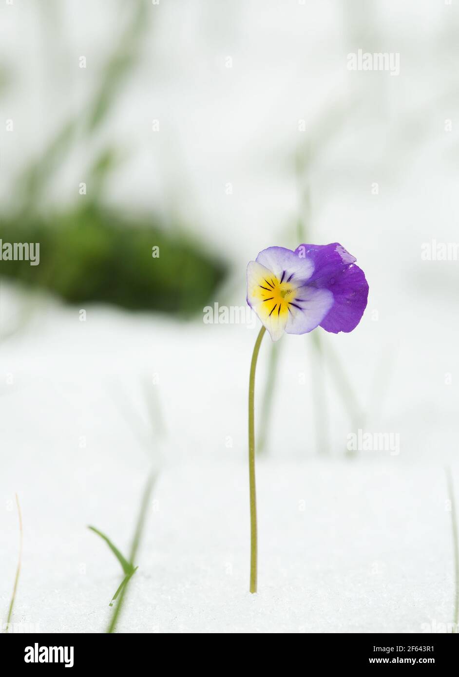 Snowfall in spring photo hi-res stock photography and images - Alamy