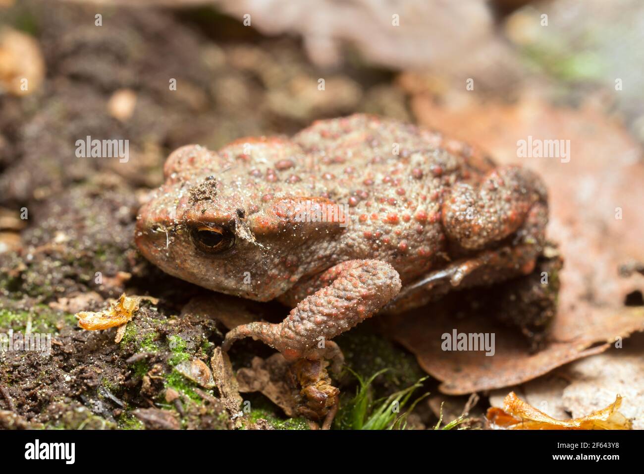 Young common toad bufo bufo hi-res stock photography and images - Alamy