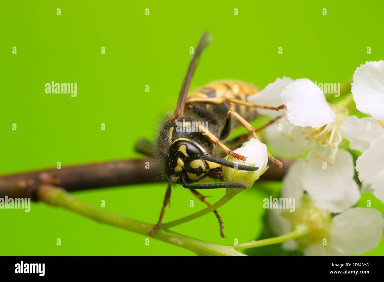 Common wasp, Vespa vulgaris on bird cherry Stock Photo - Alamy