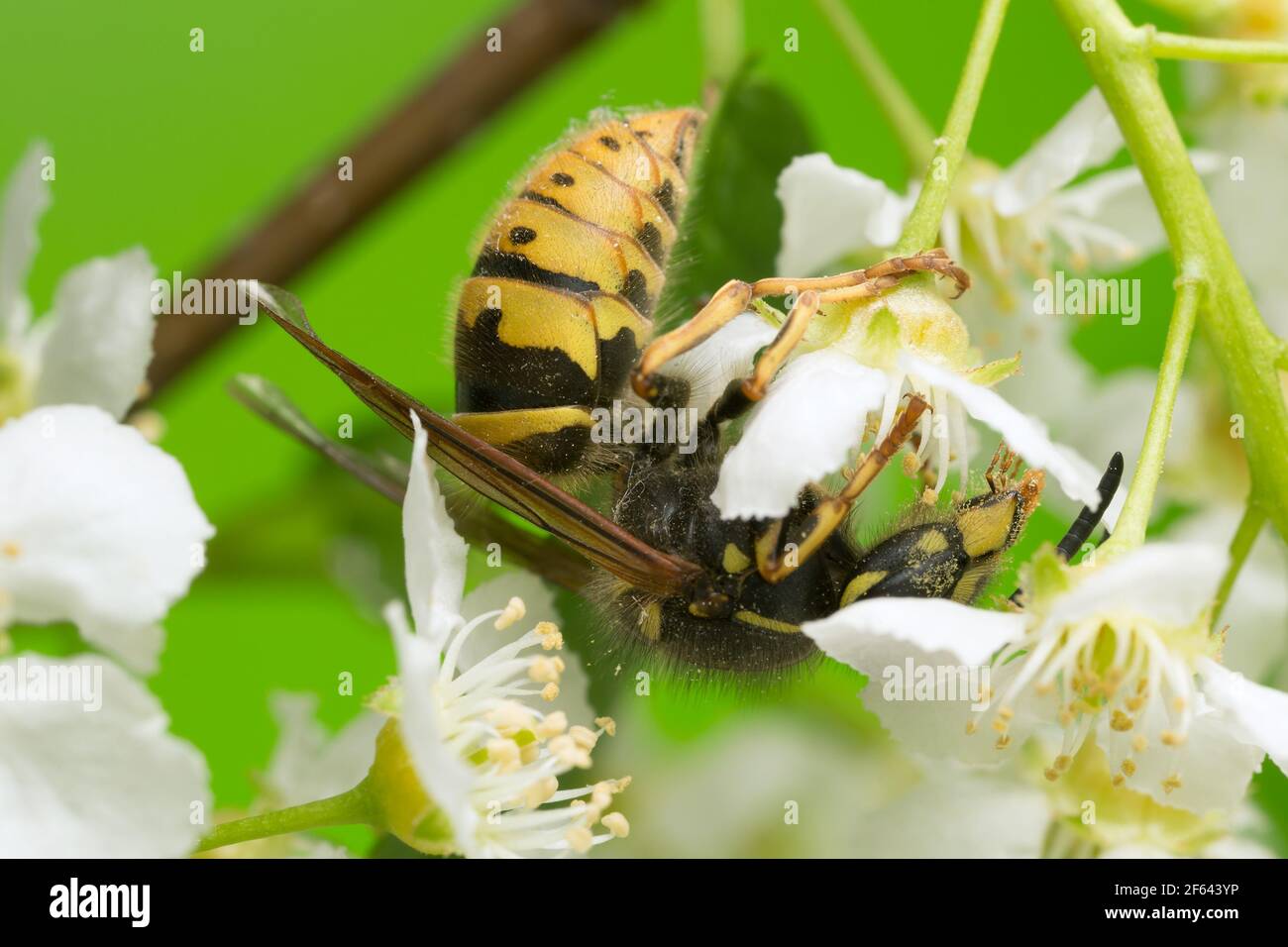 Common wasp, Vespa vulgaris on bird cherry Stock Photo - Alamy