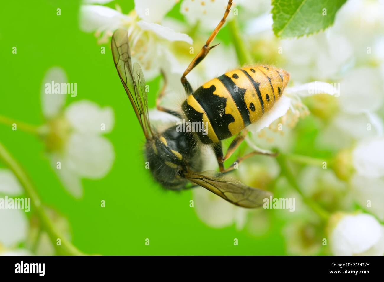 Common wasp, Vespa vulgaris on bird cherry Stock Photo - Alamy