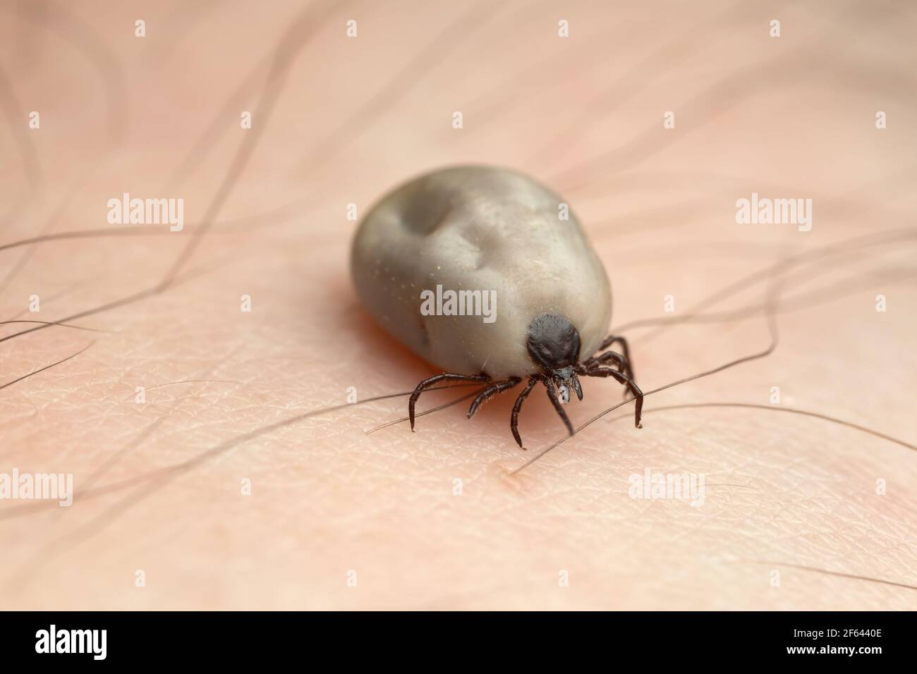 Castor bean tick, Ixodes ricinus, carrier of diseases like tbe and ...
