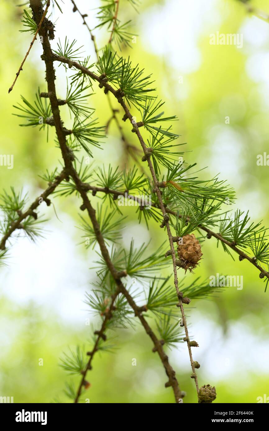 Photo cone hi-res stock photography and images - Alamy
