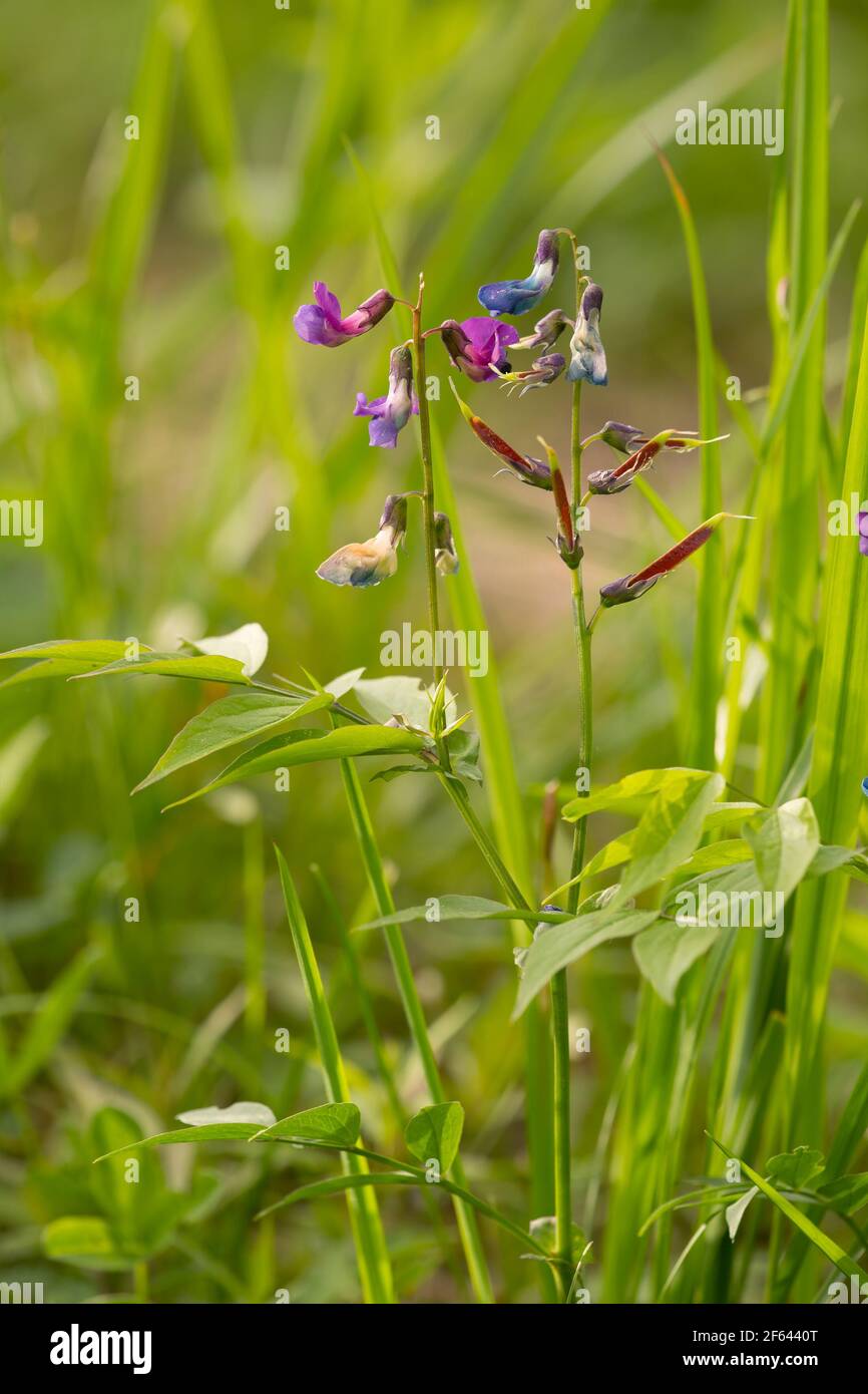 Spring vetchling, Lathyrus vernus Stock Photo - Alamy