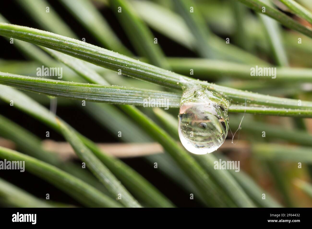 Drop resin on pine hi-res stock photography and images - Alamy