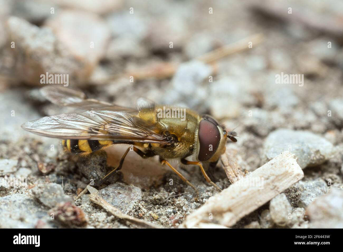Feeding flower fly on ground Stock Photo - Alamy
