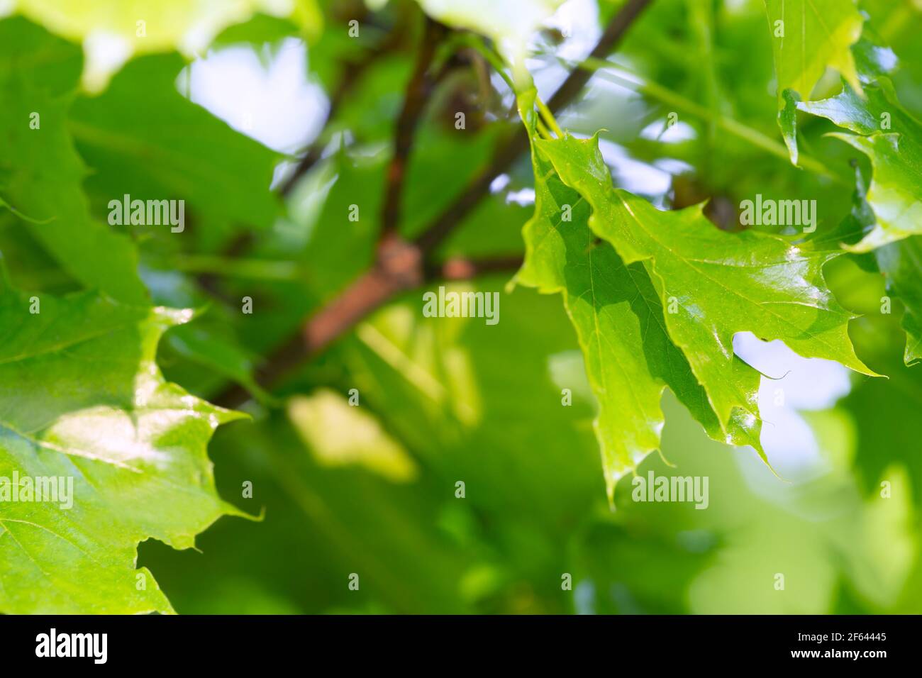 Vibrant Leafs High Resolution Stock Photography and Images - Alamy