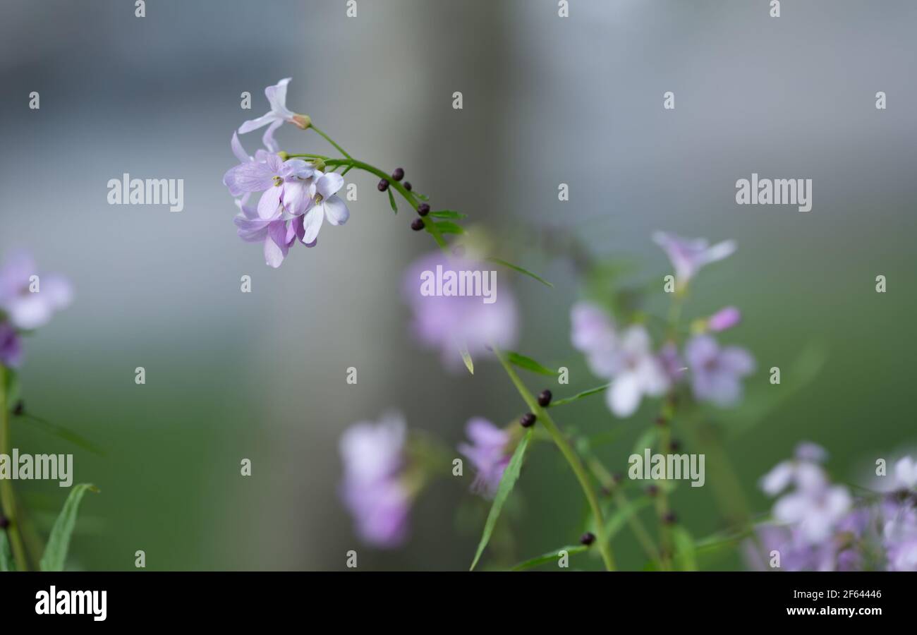 Bulbifera hi-res stock photography and images - Alamy