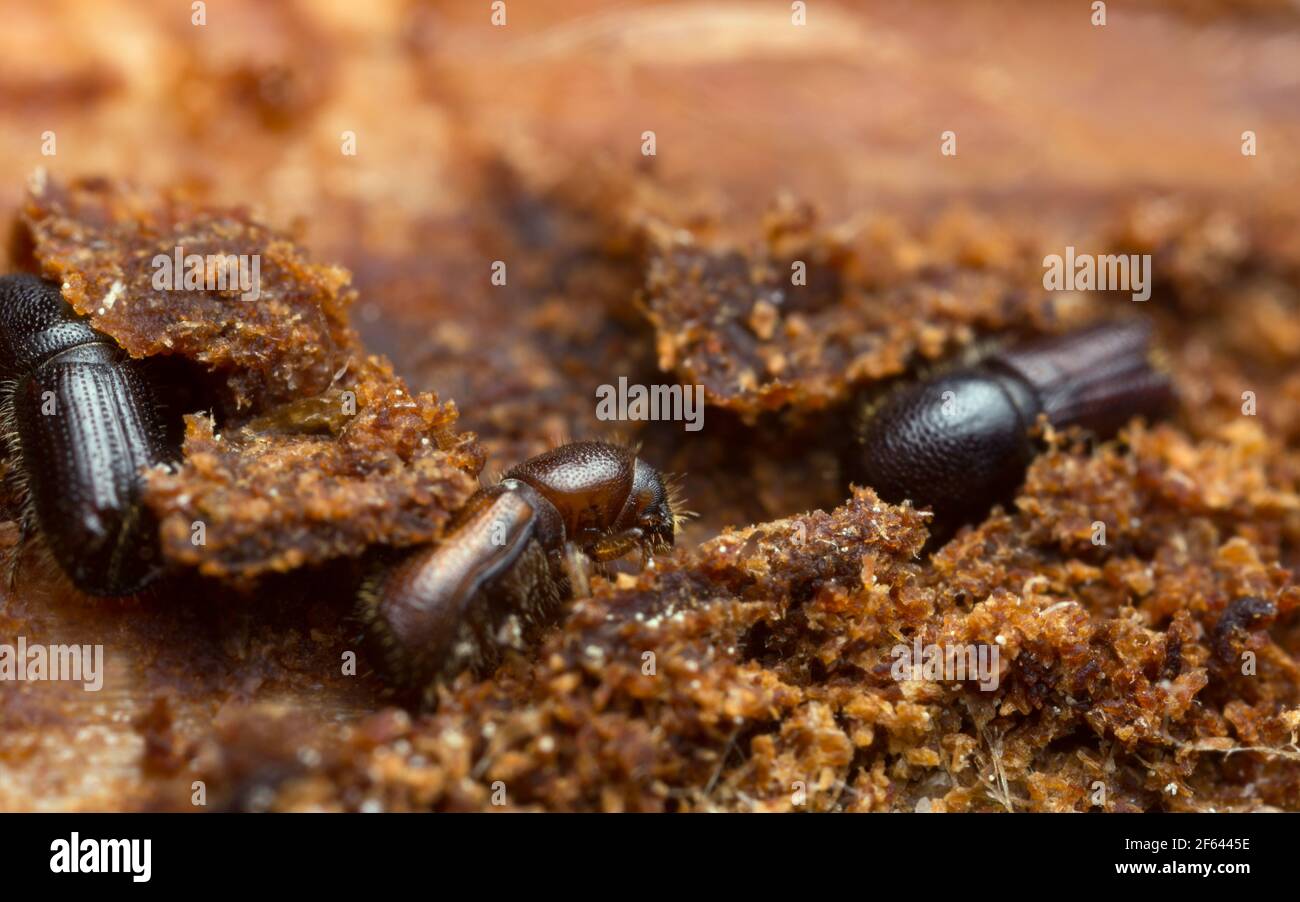 Bark beetles, Scolytinae in wood, extreme closeup with high ...