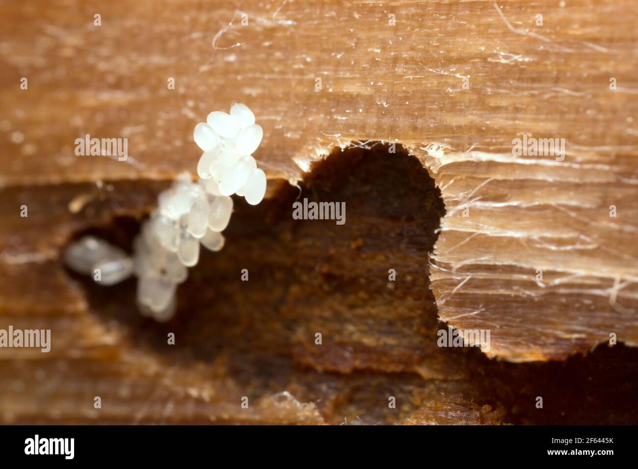 High magnification hi-res stock photography and images - Alamy