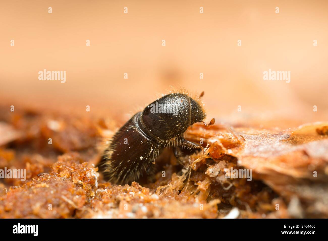 Bark borer beetle hi-res stock photography and images - Alamy