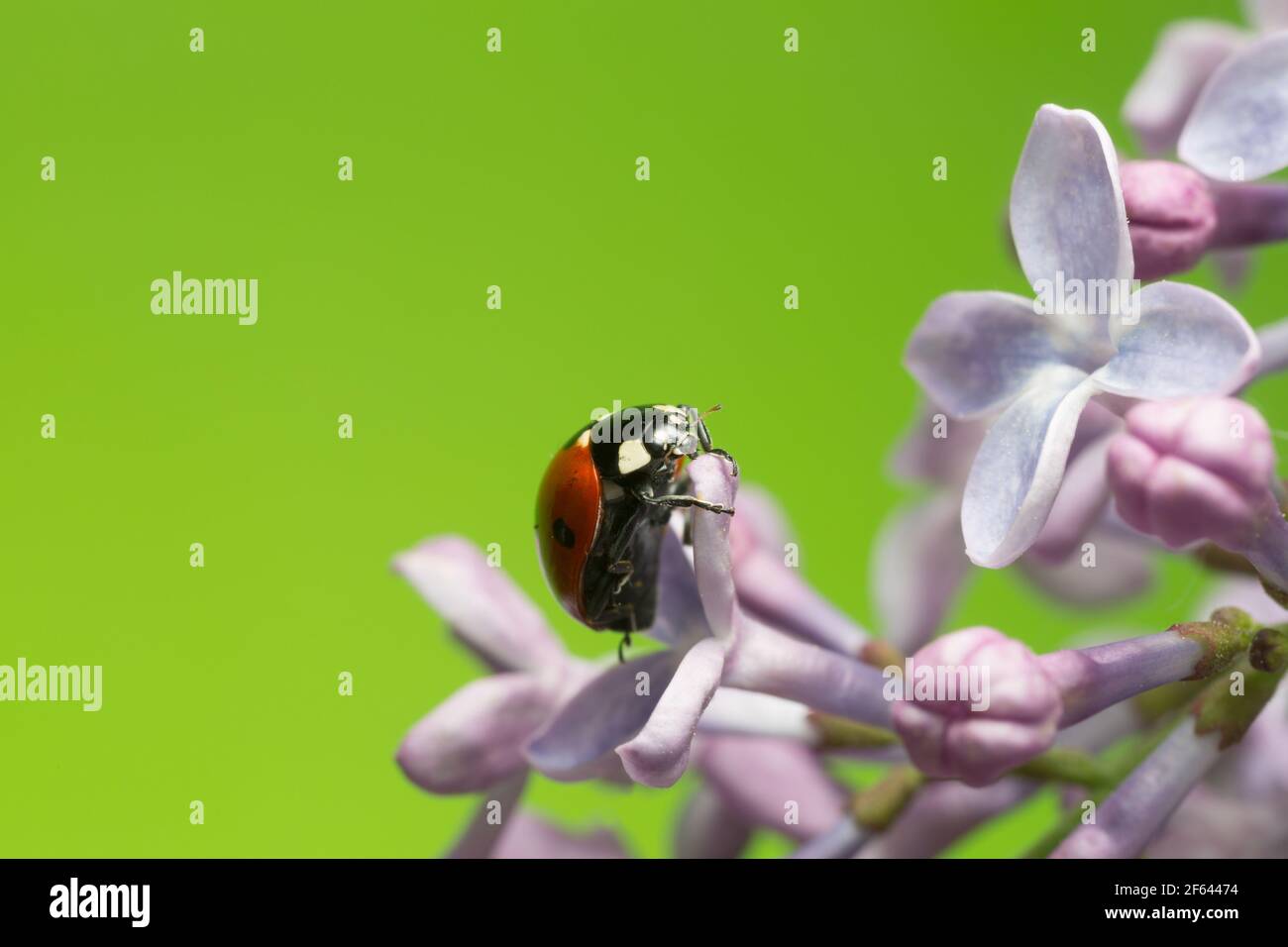 Spot the insect hi-res stock photography and images - Alamy