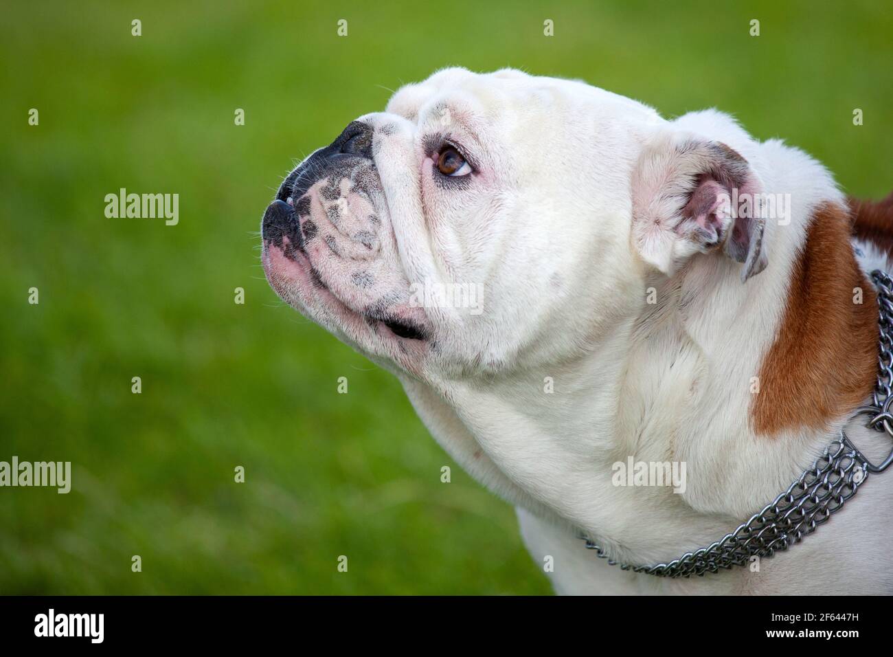 Flat faced English Bulldog Stock Photo - Alamy