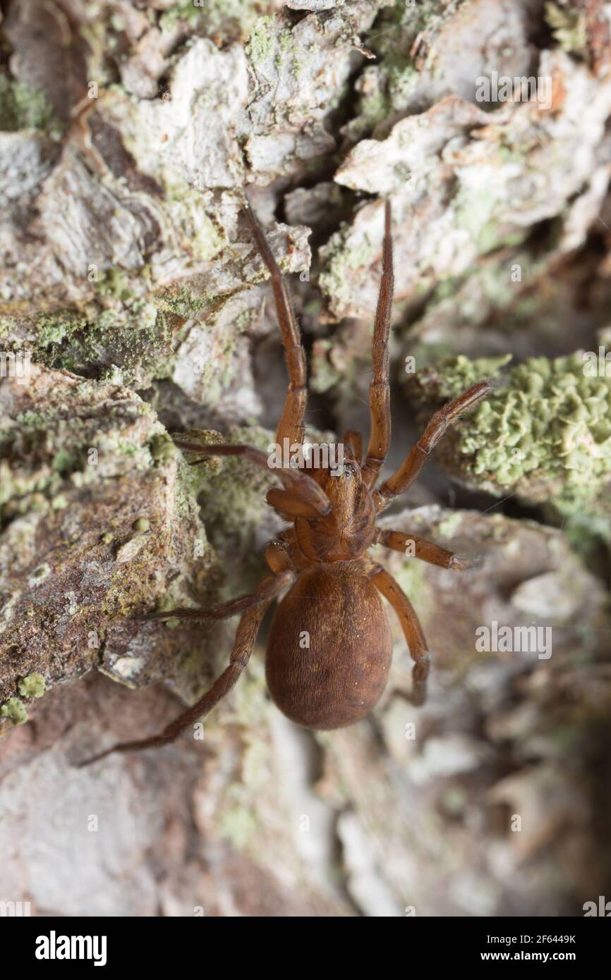 Closeup of a wolf spider climbing tree Stock Photo - Alamy