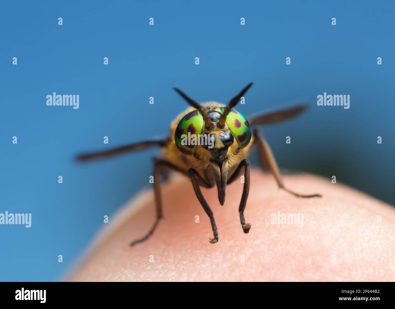 Clegg Fly High Resolution Stock Photography and Images - Alamy