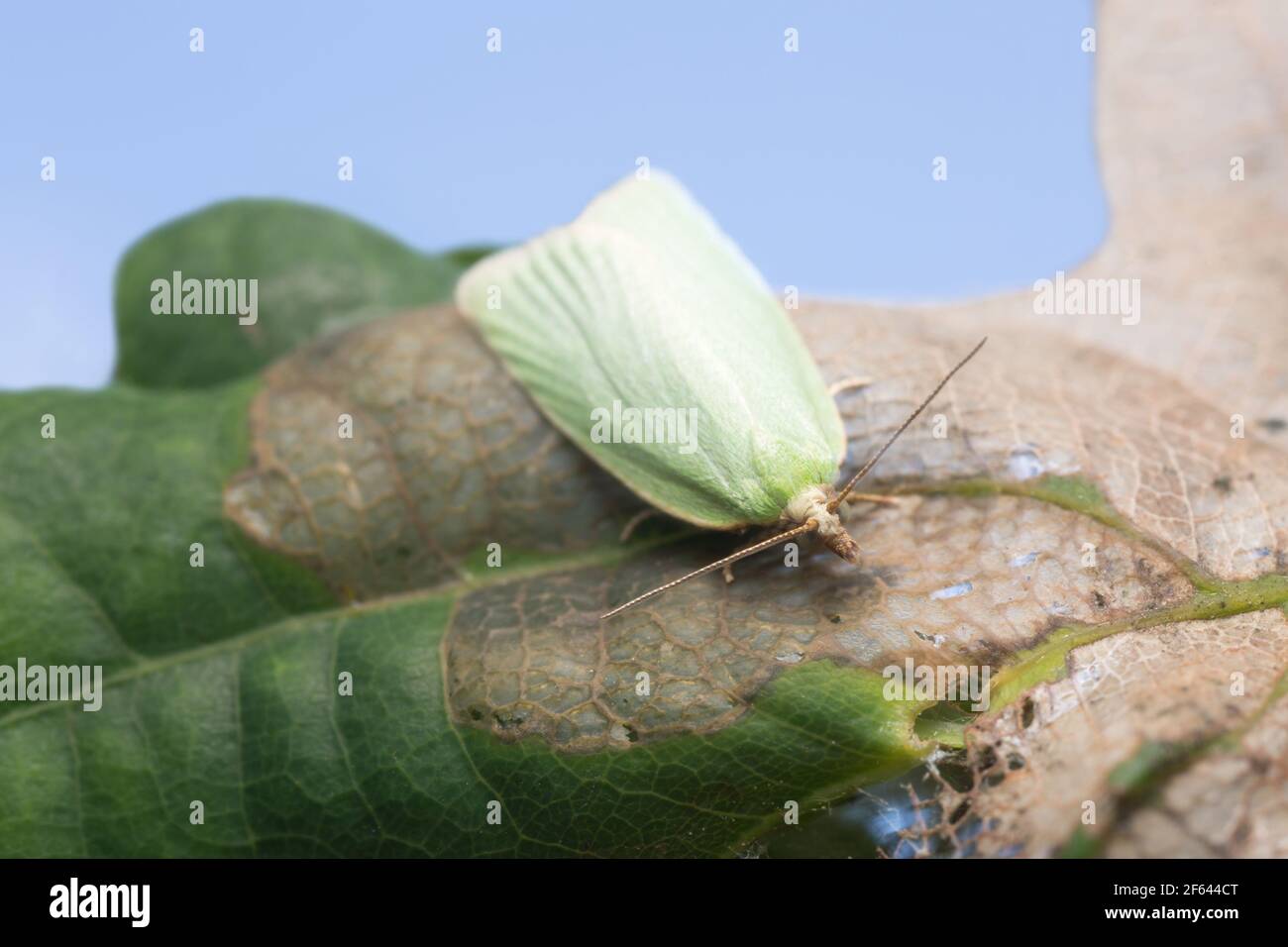 Green oak tortrix, Tortrix viridana on oak leaf Stock Photo - Alamy