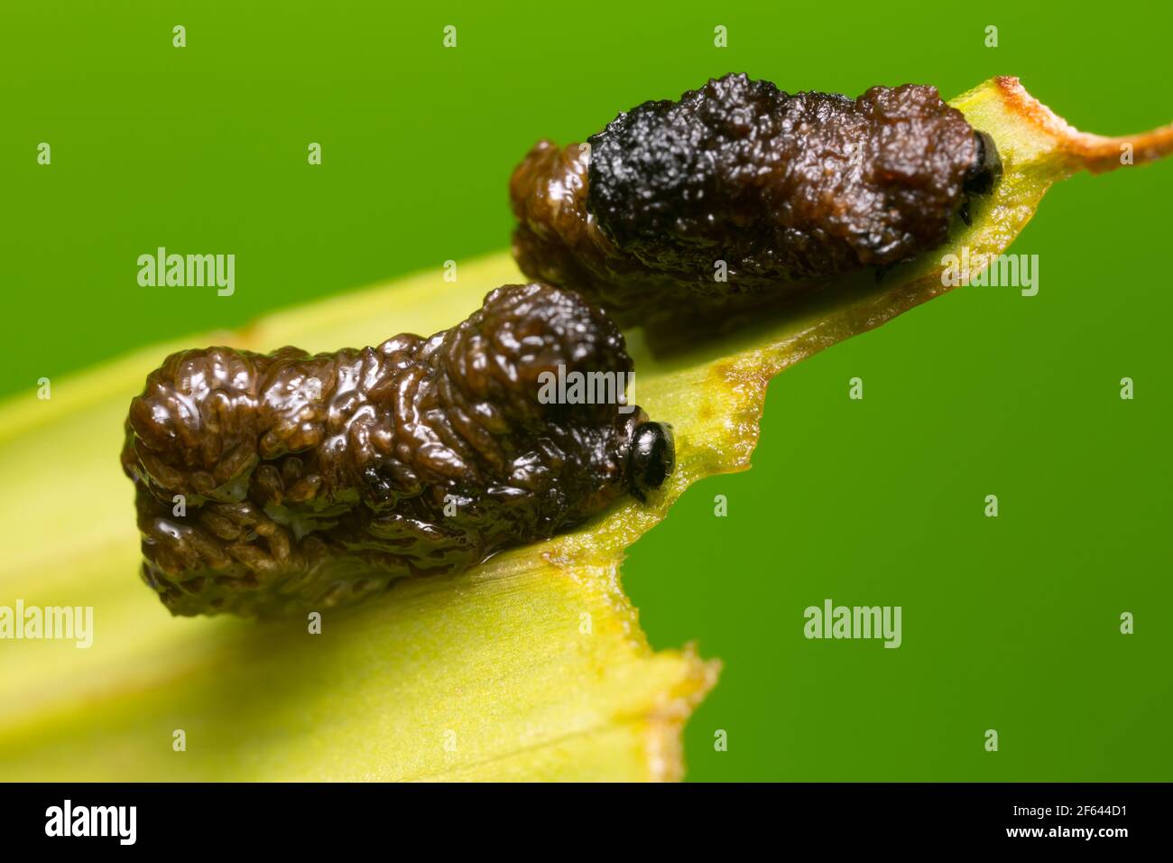Lily beetle and larva hi-res stock photography and images - Alamy