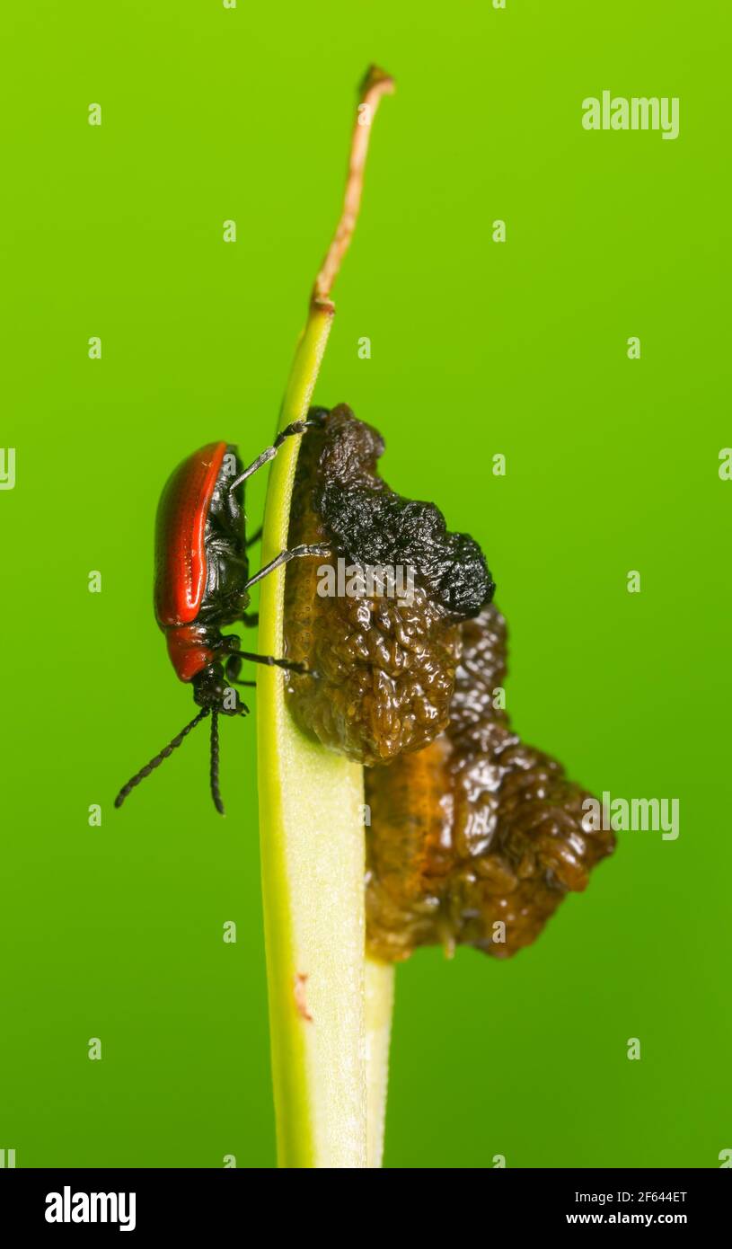 Scarlet lily beetle, lilioceris lilii and larva on lily leaf Stock ...