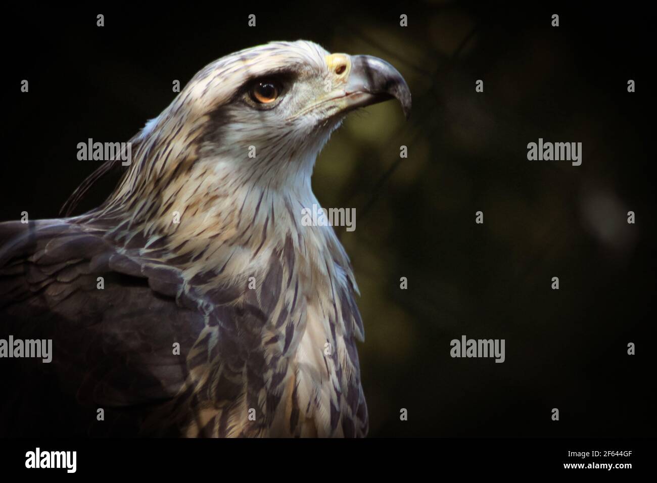 Captive black kite hi-res stock photography and images - Alamy